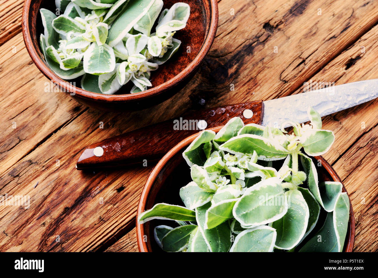 Wild medicinal plant spurge, used in folk medicine Stock Photo - Alamy