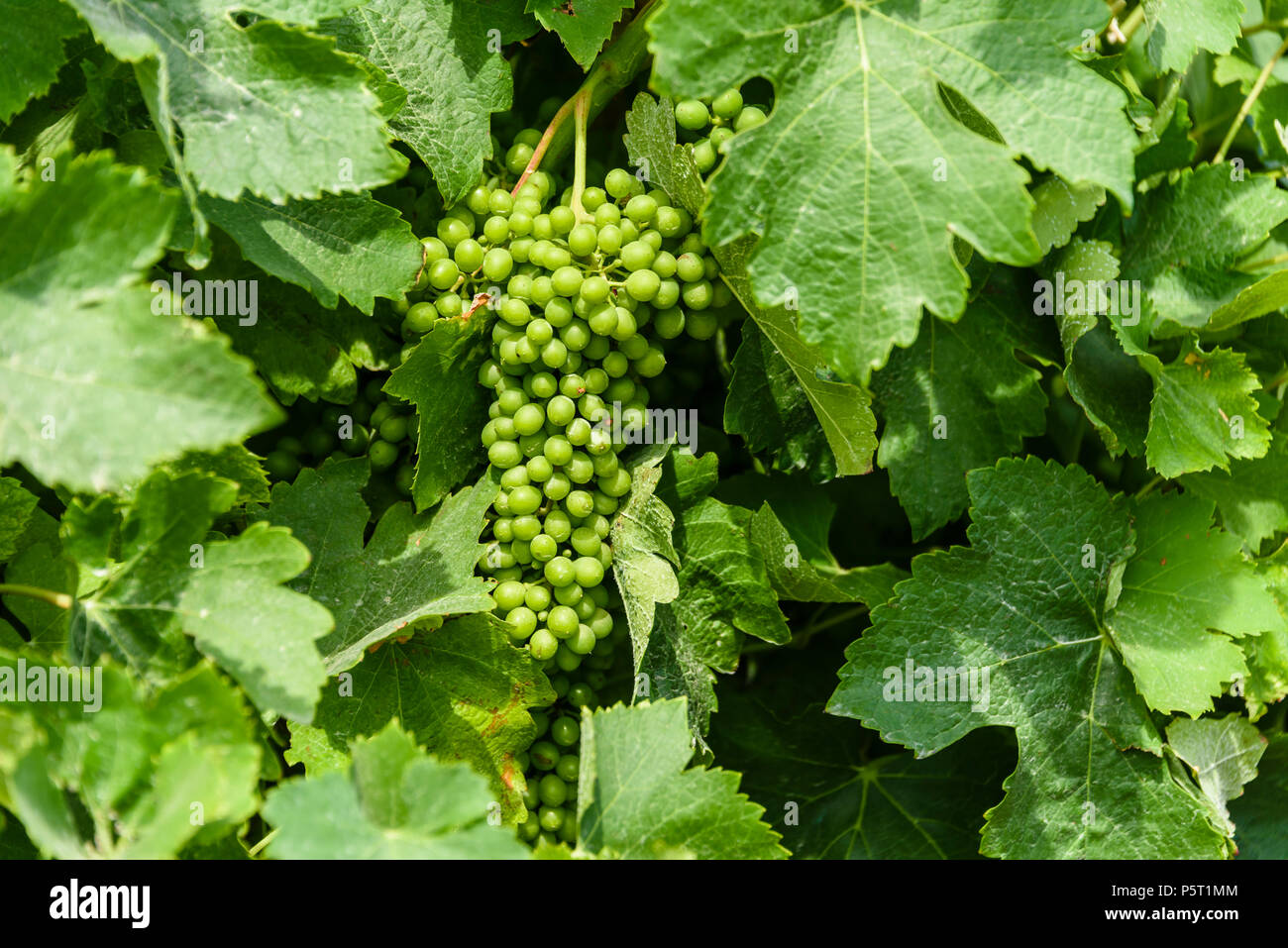 Rows grapevines grow in hi-res stock photography and images - Alamy