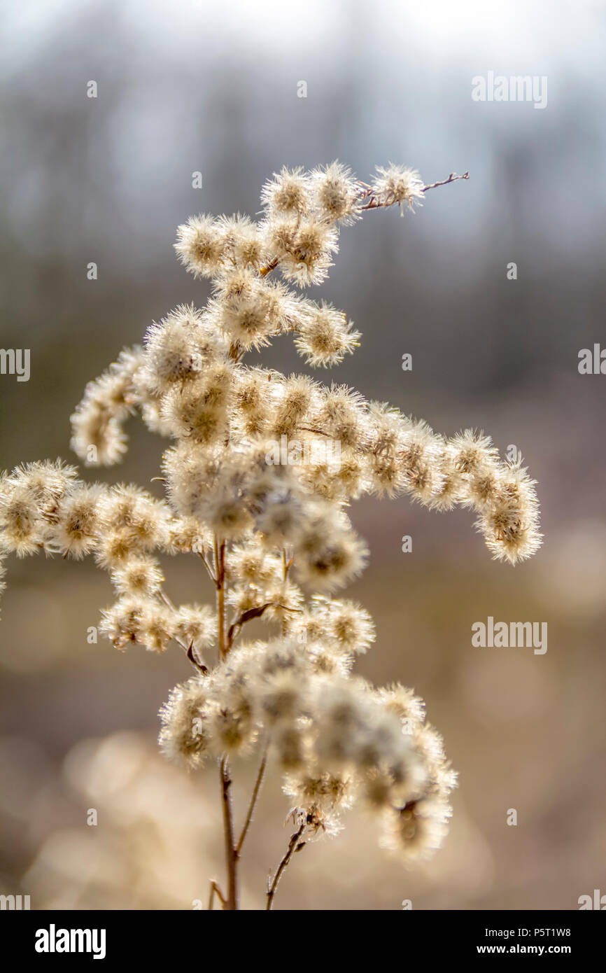 detail shot showing some sere fluffy plant detail Stock Photo - Alamy