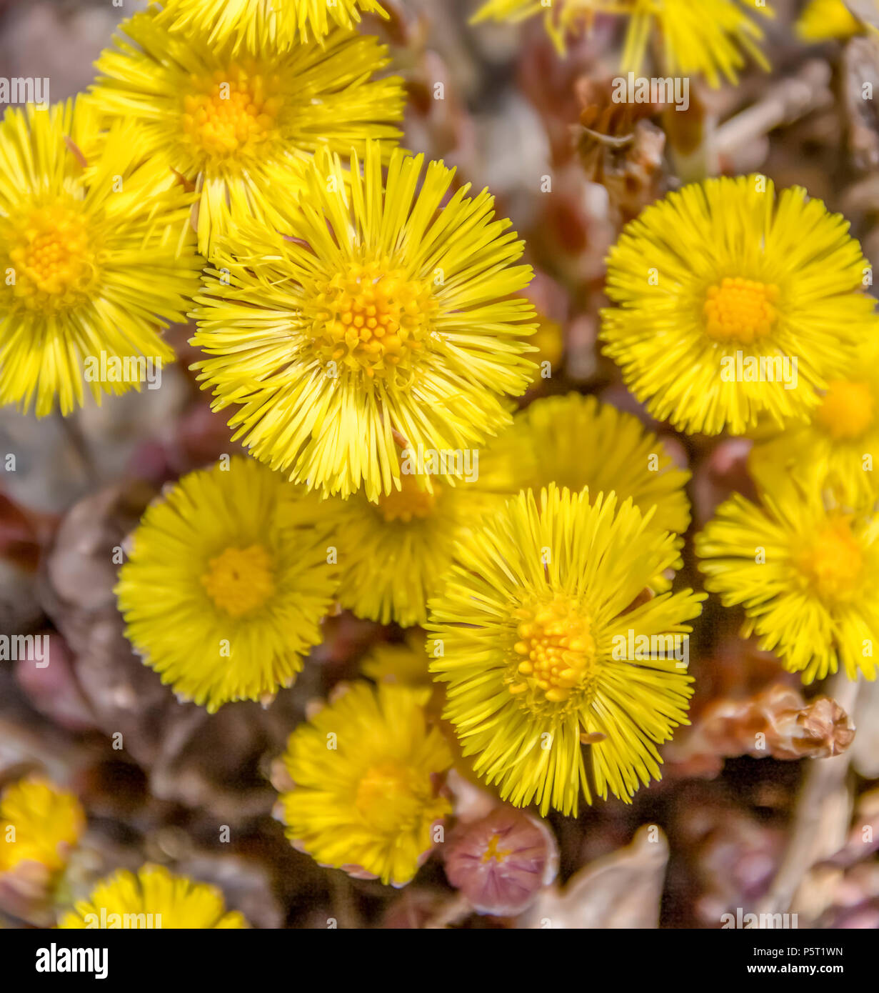 Cluster of bright yellow flower heads hi-res stock photography and ...