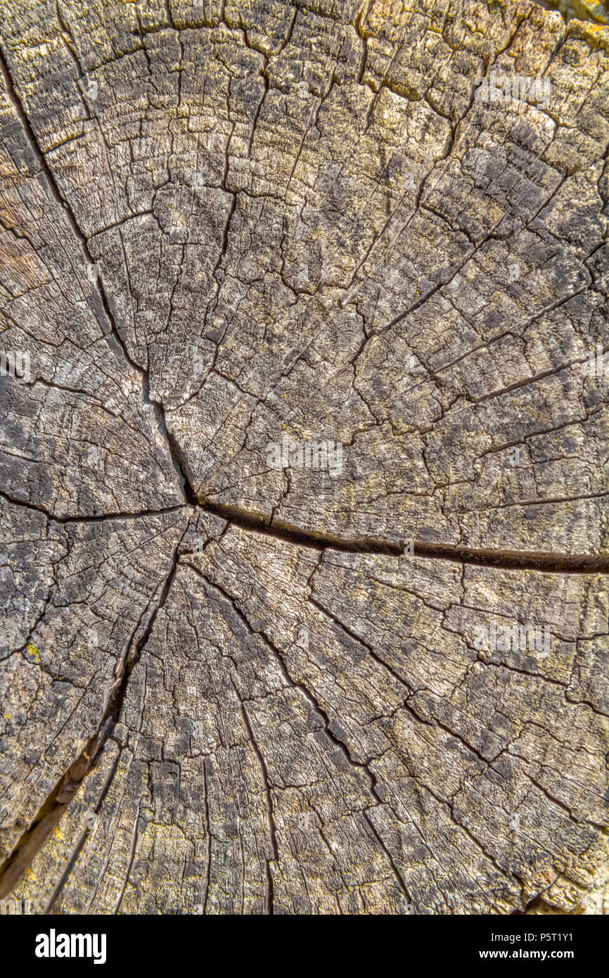 Cross section of timber hi-res stock photography and images - Alamy