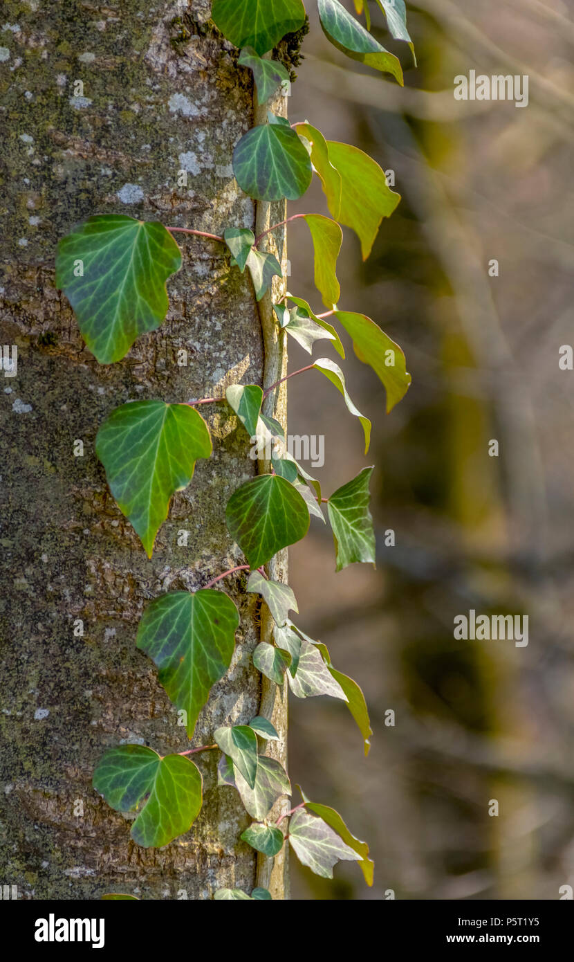 natural scenery showing a climbing plant on tree trunk Stock Photo - Alamy