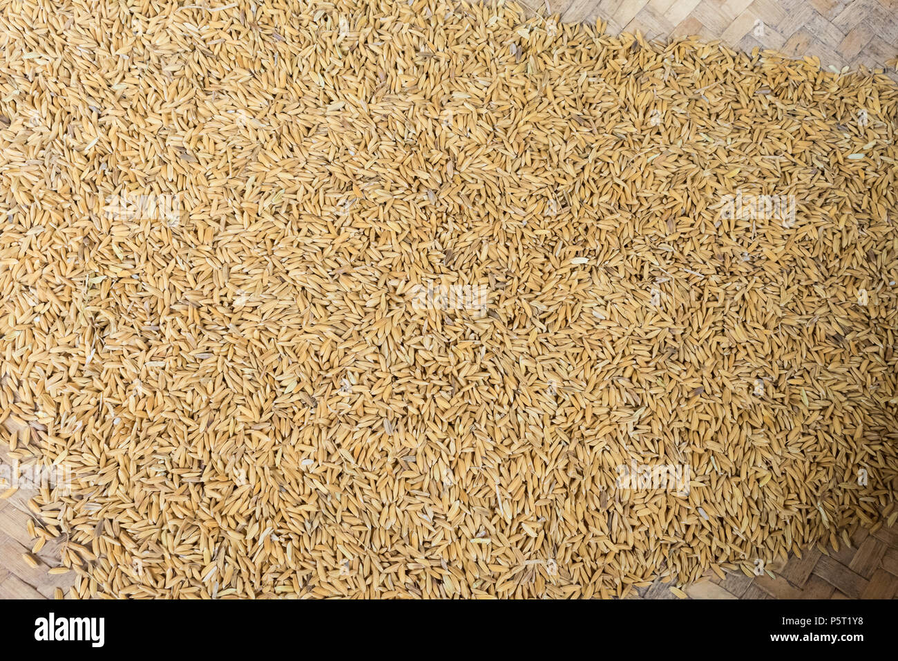 Organic Raw rice seed or Brown Paddy Seed Rice background after harvest ...