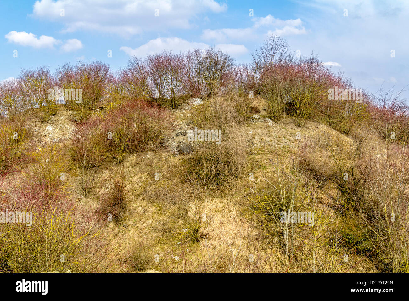 Shrubby plants hi-res stock photography and images - Alamy