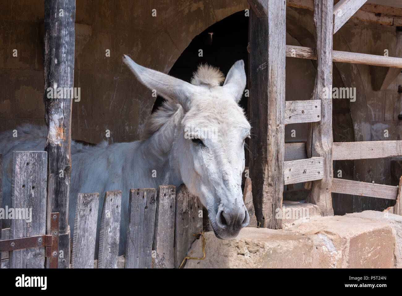 Donkey in stables in the Judean replica village of Bethlehem ...