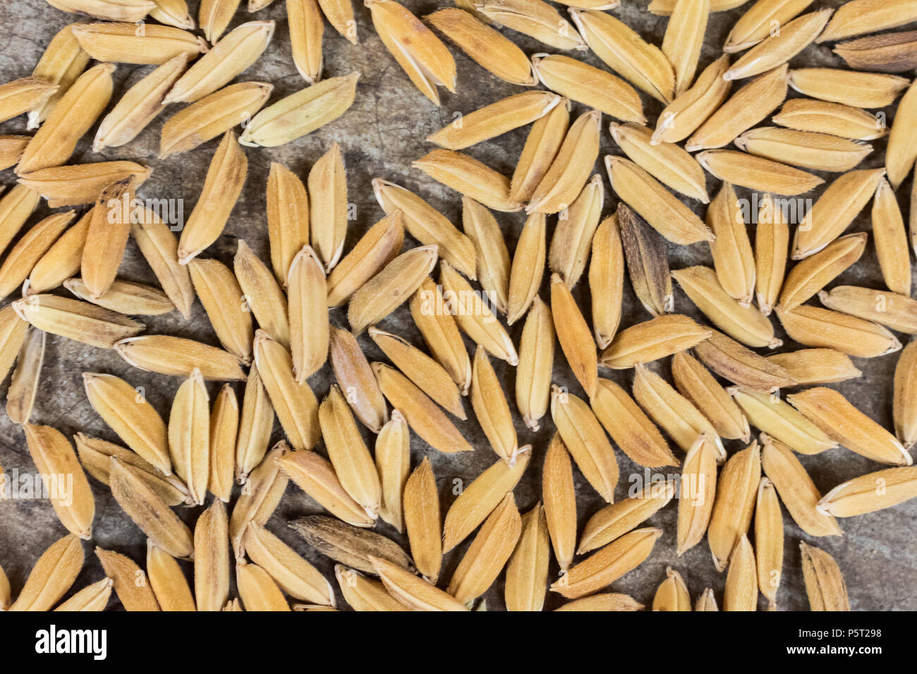 Organic Raw rice seed or Brown Paddy Seed Rice background after harvest ...