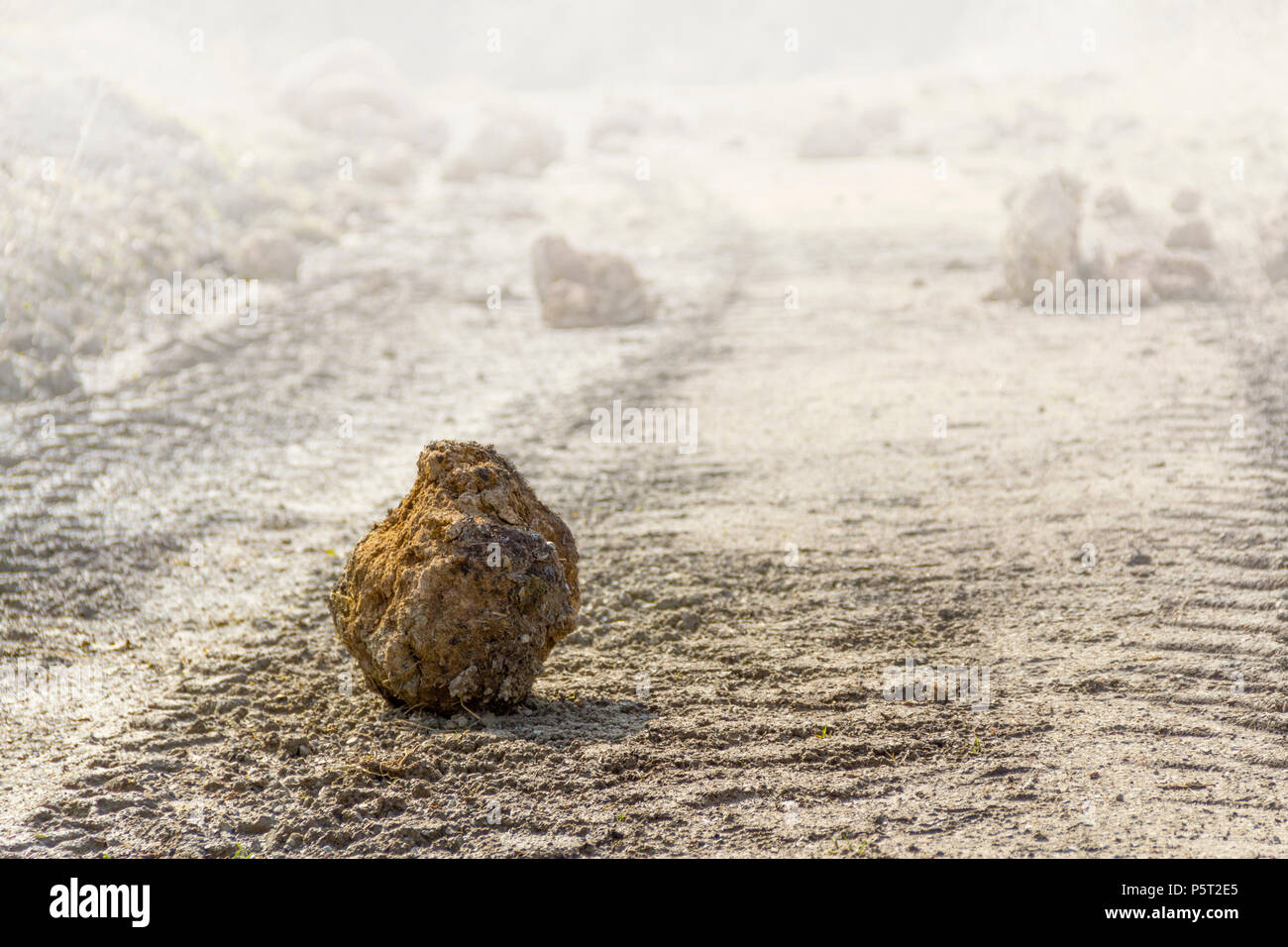 foggy scenery showing some clumpy obstacles on loamy ground Stock Photo ...