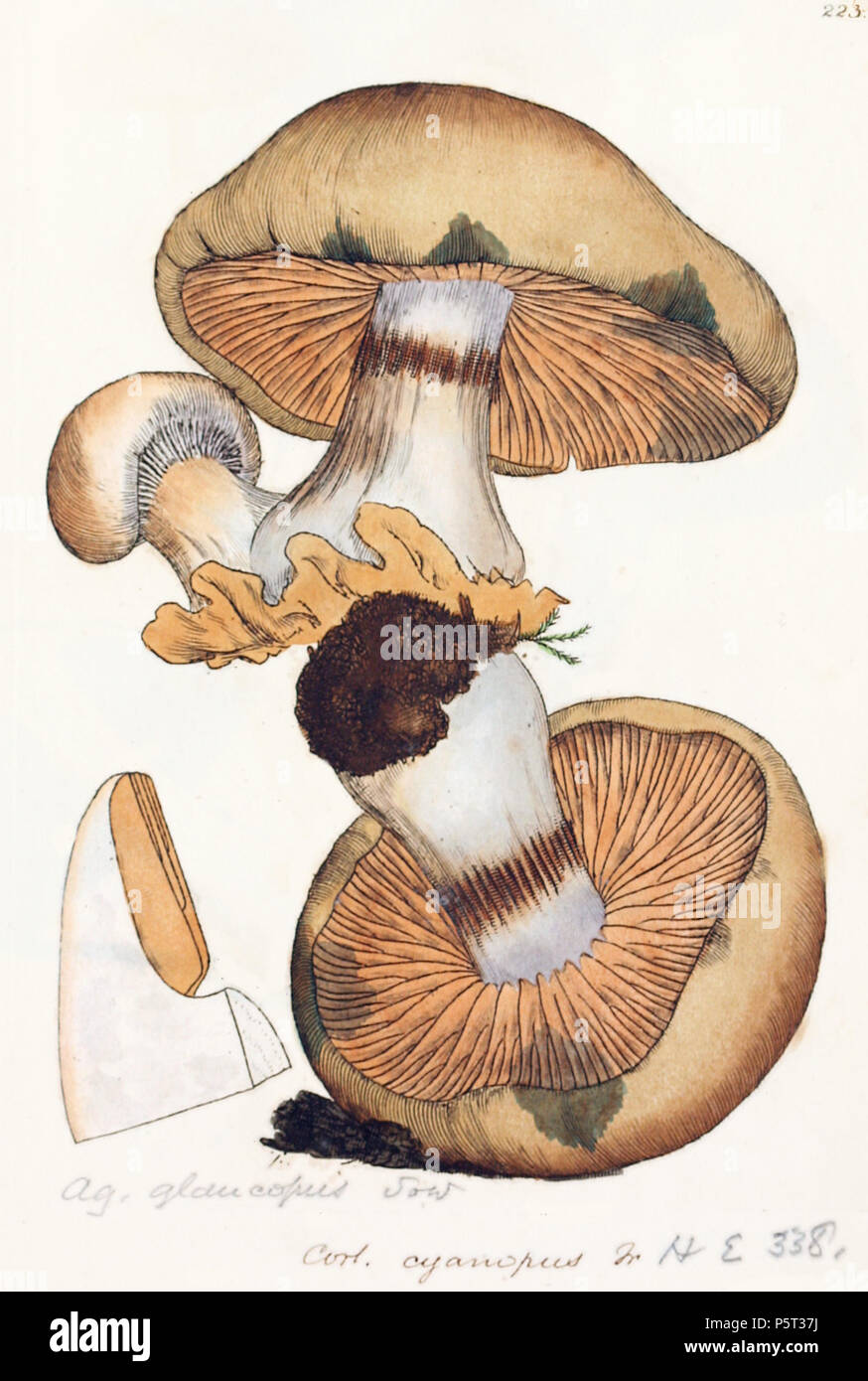N/A. This is a plate from James Sowerby's Coloured Figures of English ...