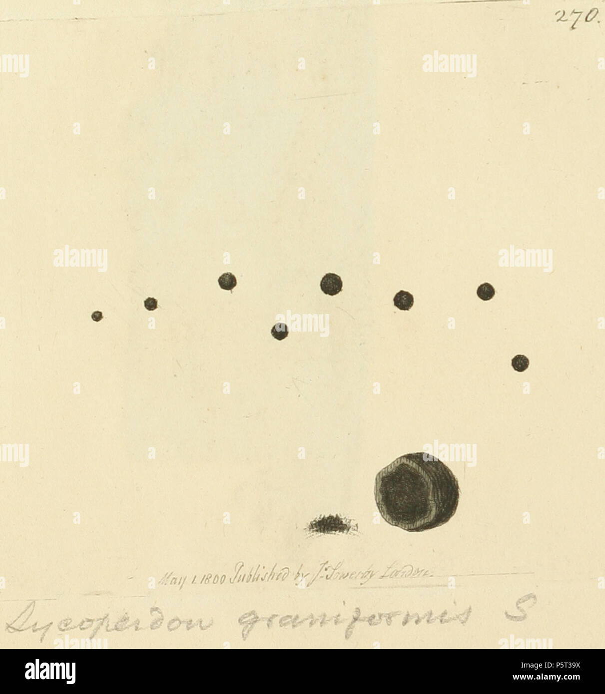 James sowerby fungi hi-res stock photography and images - Alamy