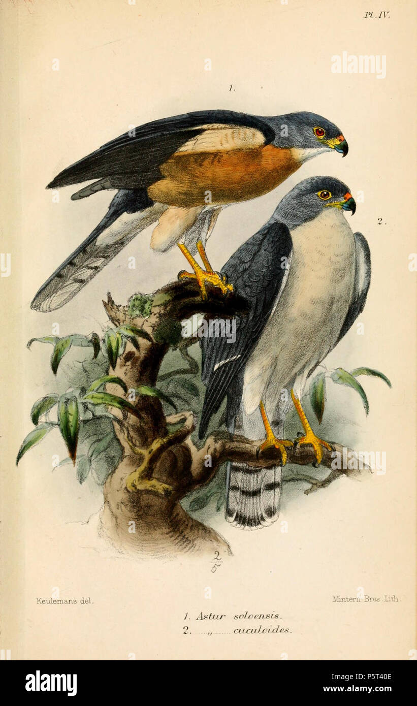 Chinese goshawk accipiter soloensis adult hi-res stock photography and ...