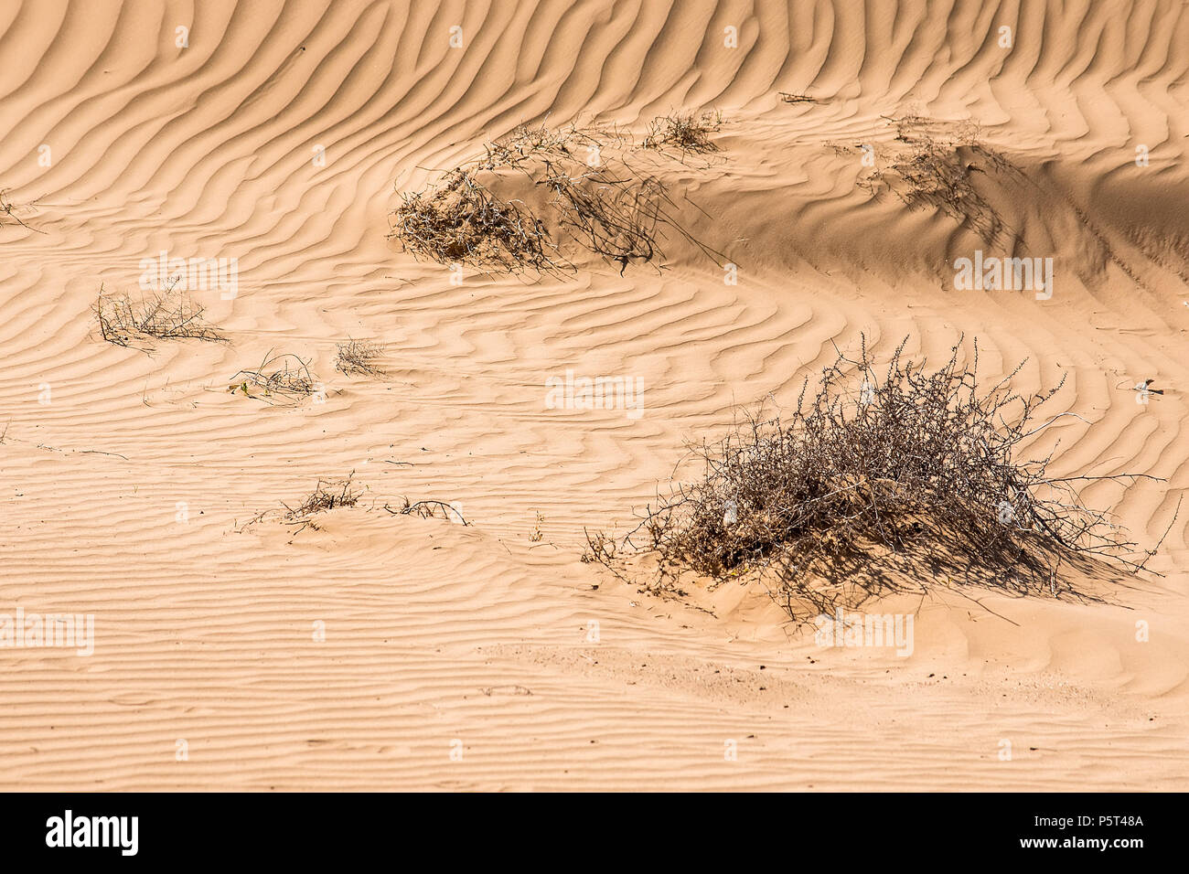 Texture of sand dune and dry bushes in desert Stock Photo - Alamy