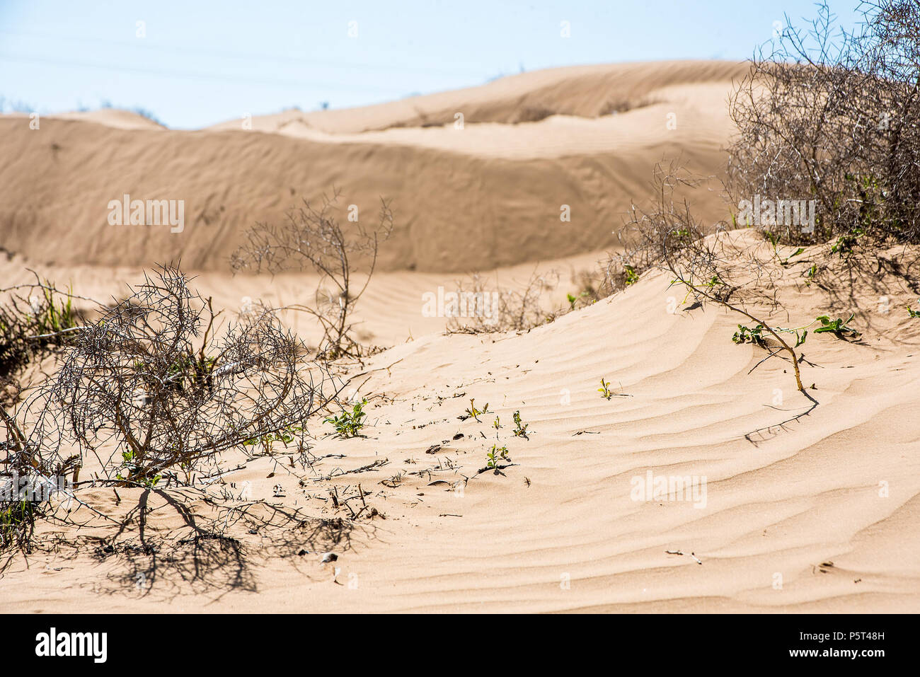 Texture of sand dune and dry bushes in desert Stock Photo - Alamy