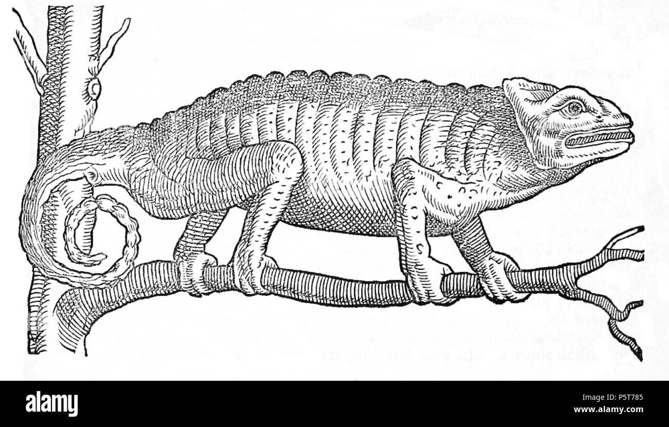 Reptile study illustration Black and White Stock Photos & Images - Alamy