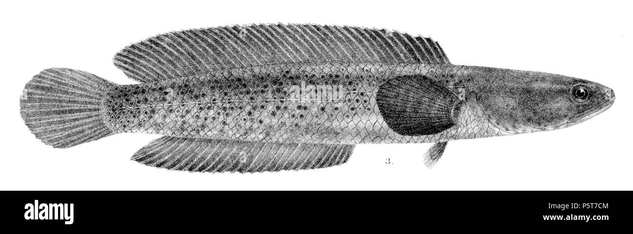 Channa Striata Drawing