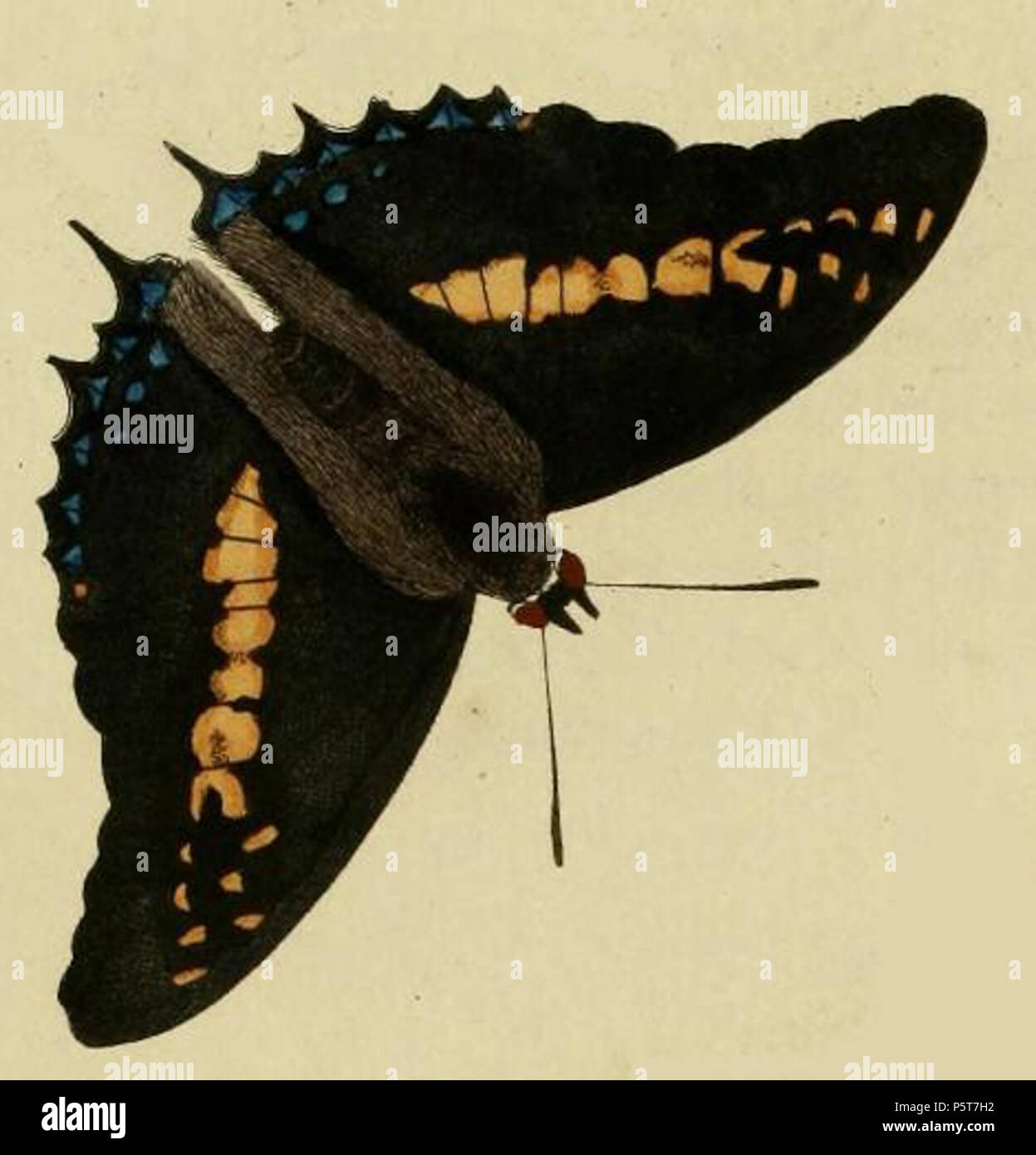 Papilio castor hi-res stock photography and images - Alamy