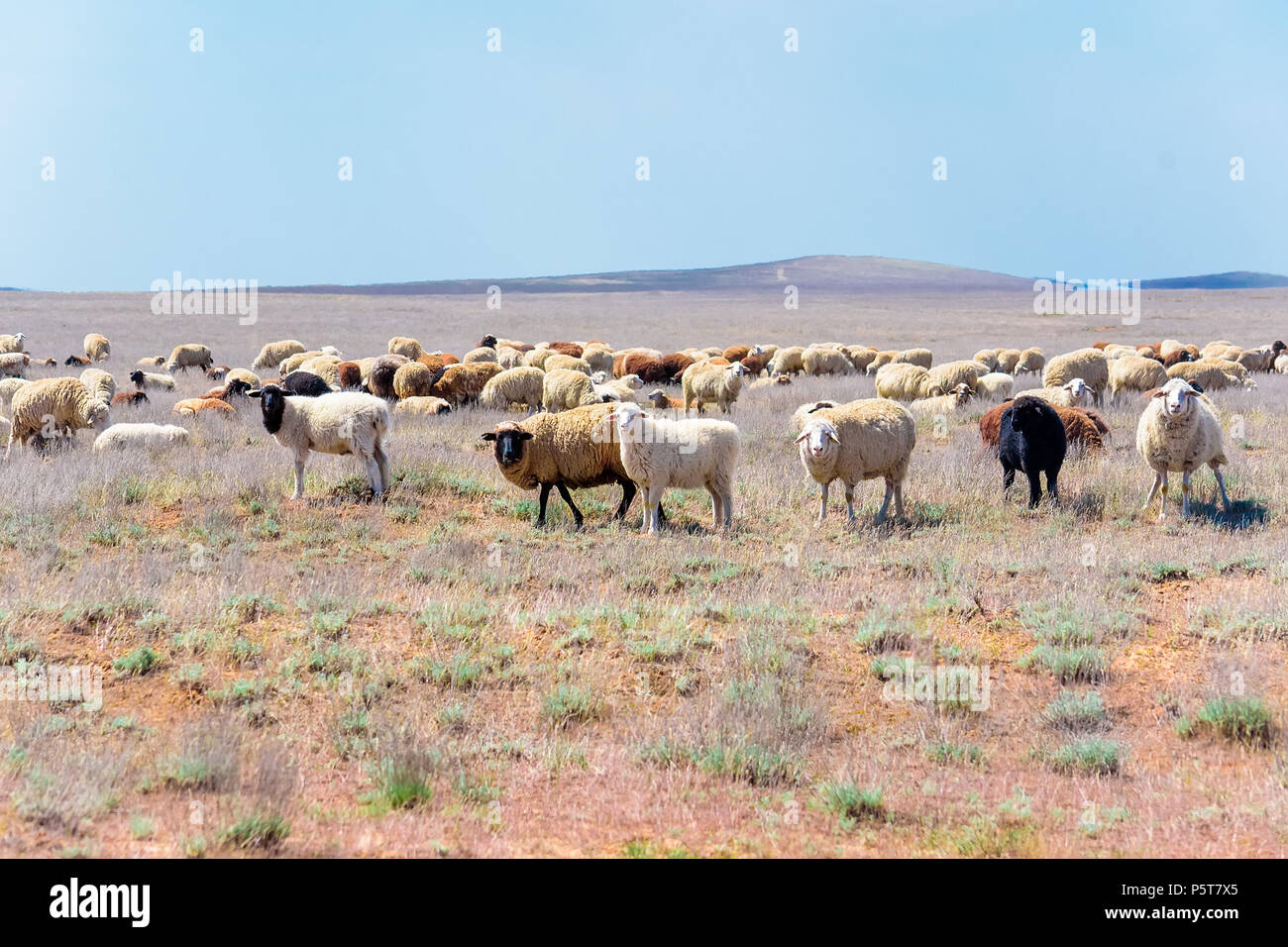 Flock of sheep in semi-desert Stock Photo - Alamy