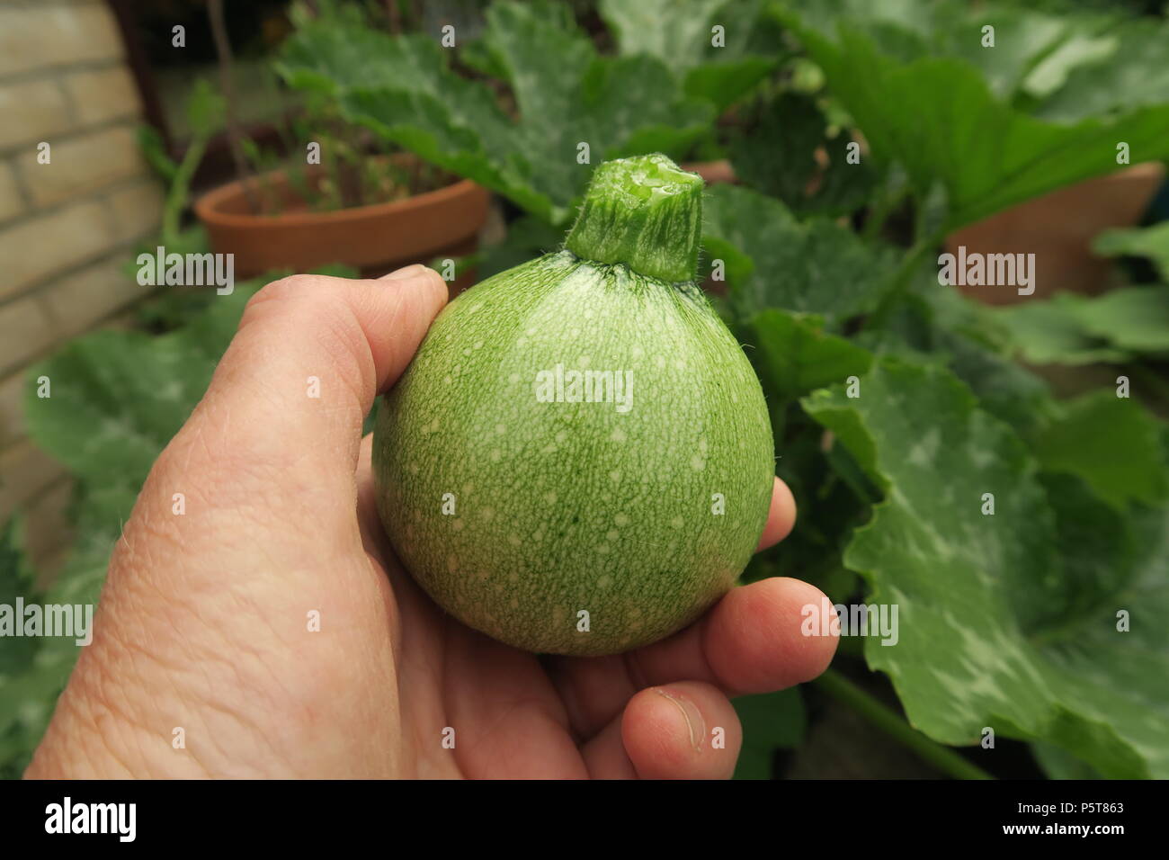 Courgette container garden hi-res stock photography and images - Alamy