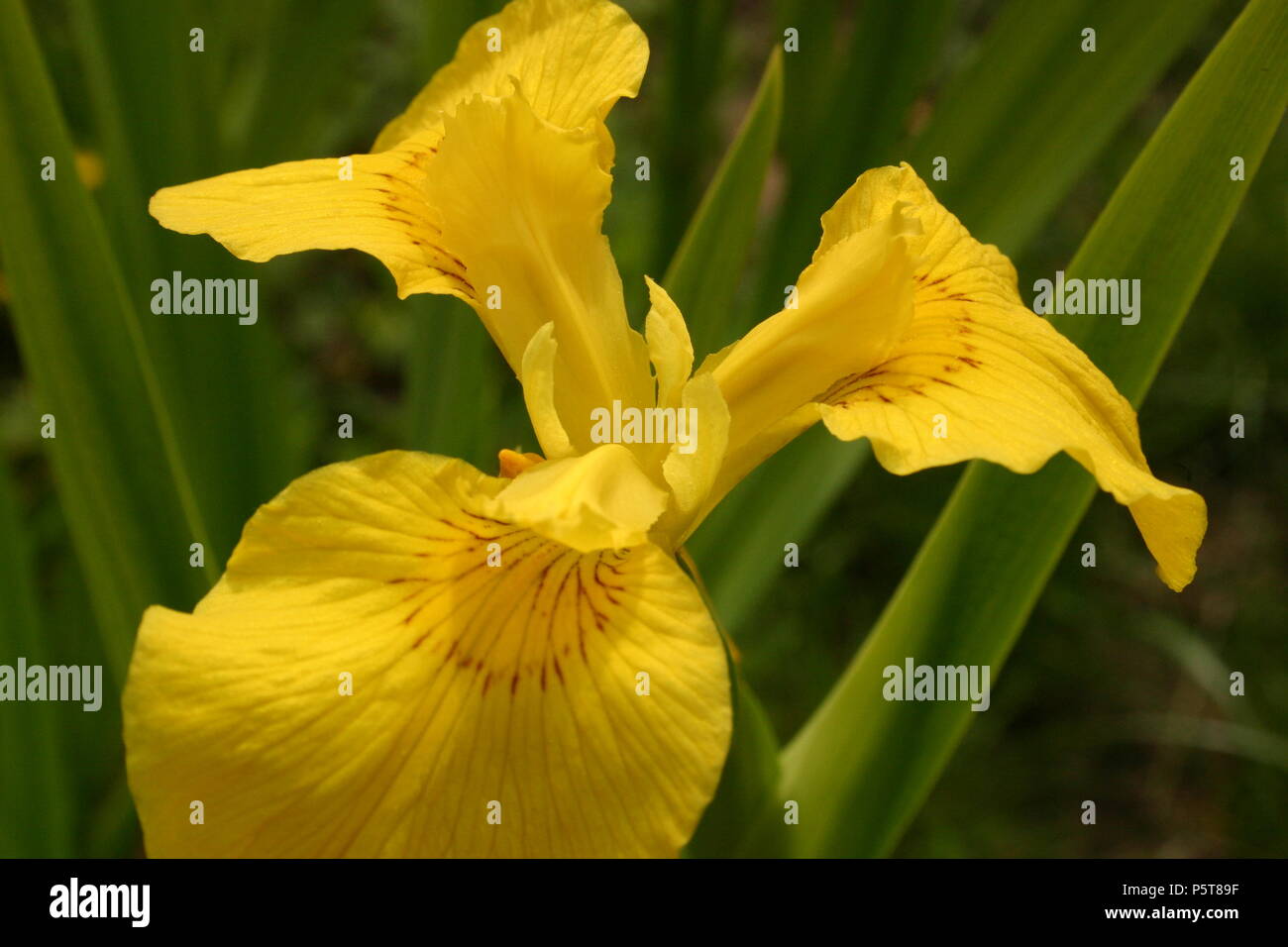 Aquatic plants blooming vibrant yellow hi-res stock photography and ...