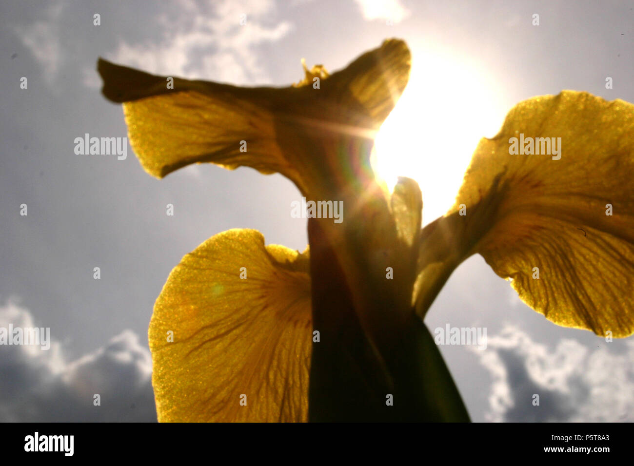Sun in the sky seen from the ground, with Iris flowers in foreground ...