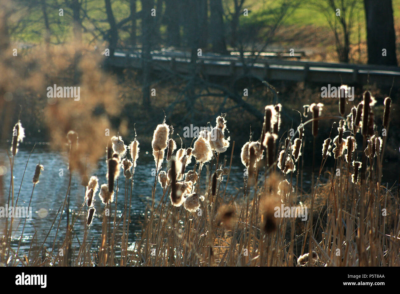 Cattails lake fall hi-res stock photography and images - Alamy