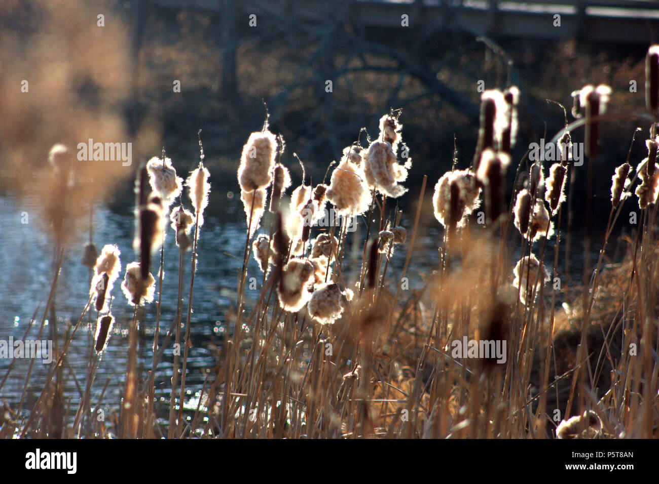 Cattails lake fall hi-res stock photography and images - Alamy