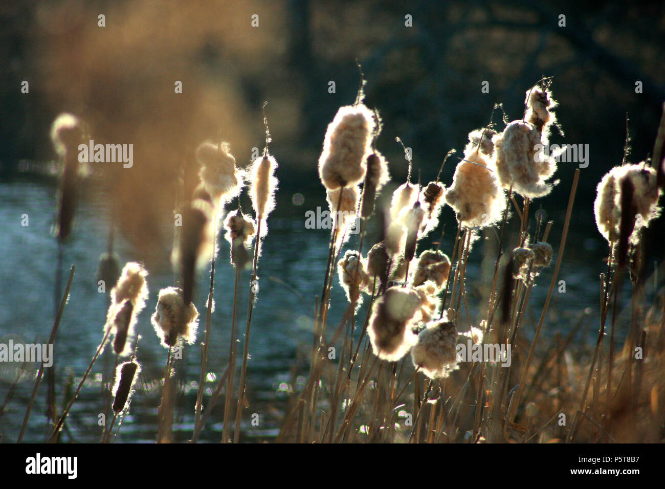 Dried cattails by the lake in sunny autumn day Stock Photo - Alamy