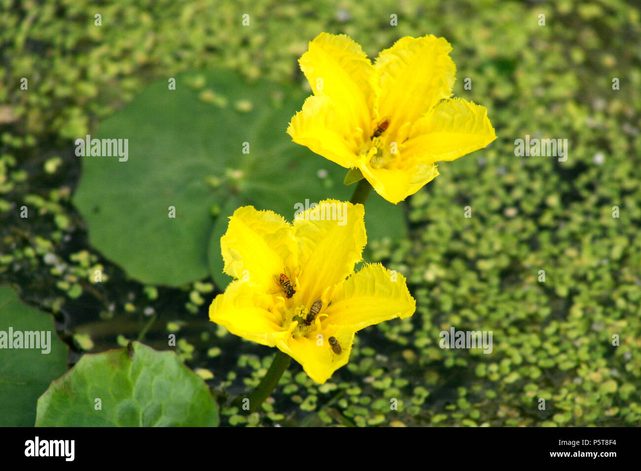 Small yellow water lily flowers hi-res stock photography and images - Alamy