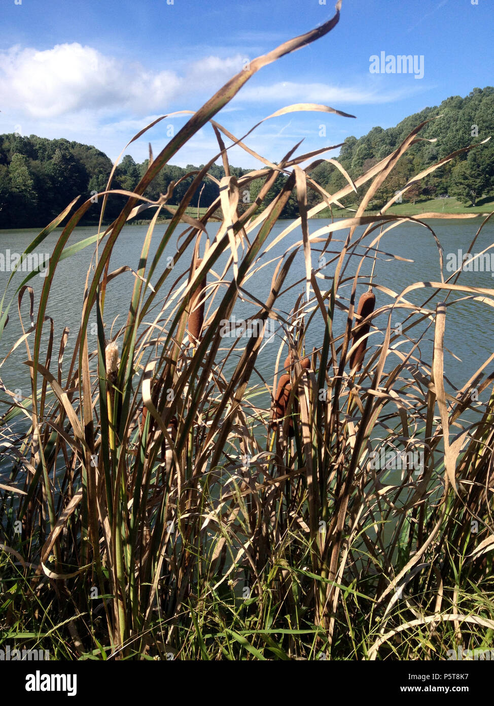 Fall cattail bulrush cattails hi-res stock photography and images - Alamy