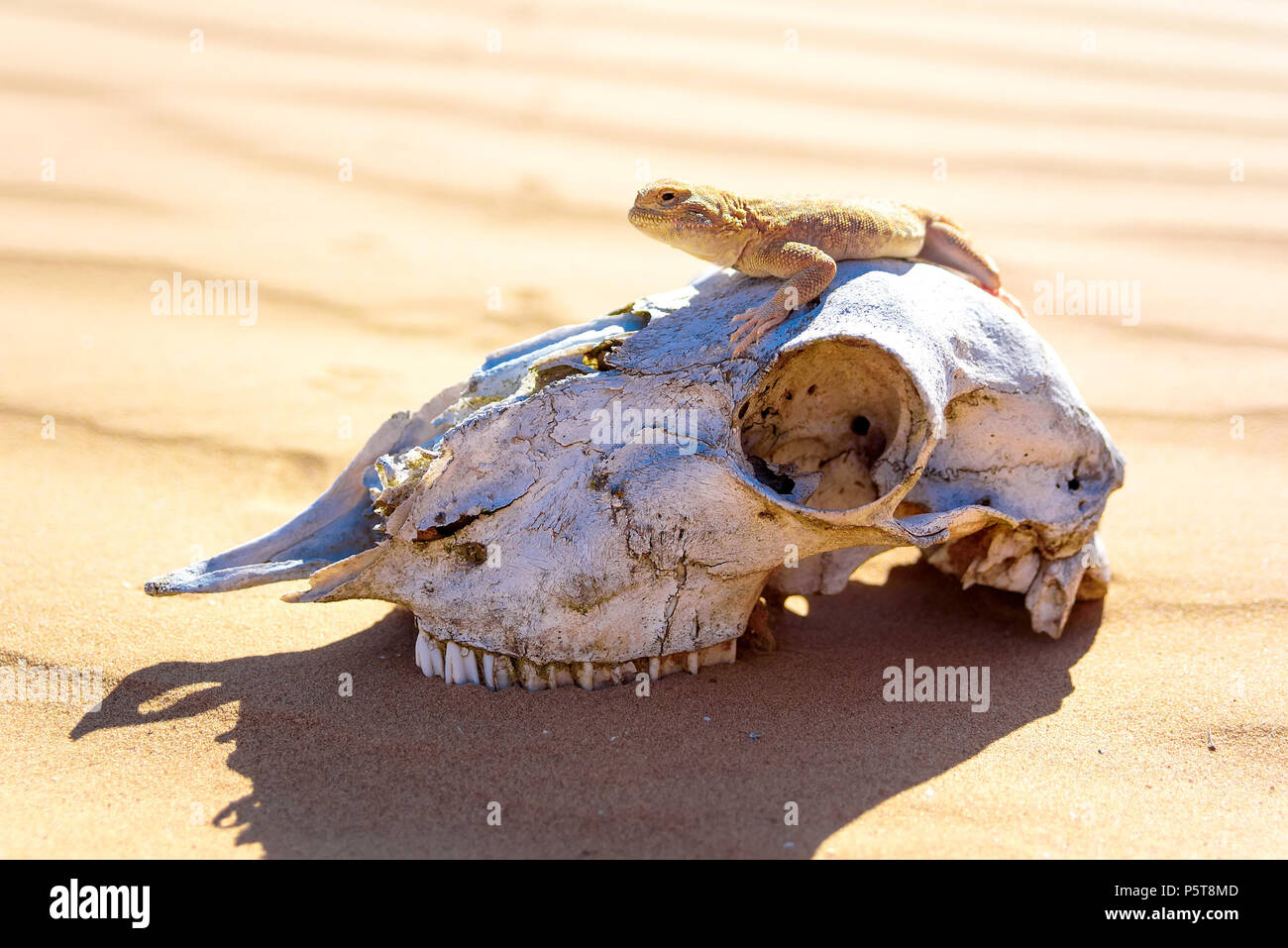 Spotted toad-headed Agama on sheep's skull Stock Photo - Alamy