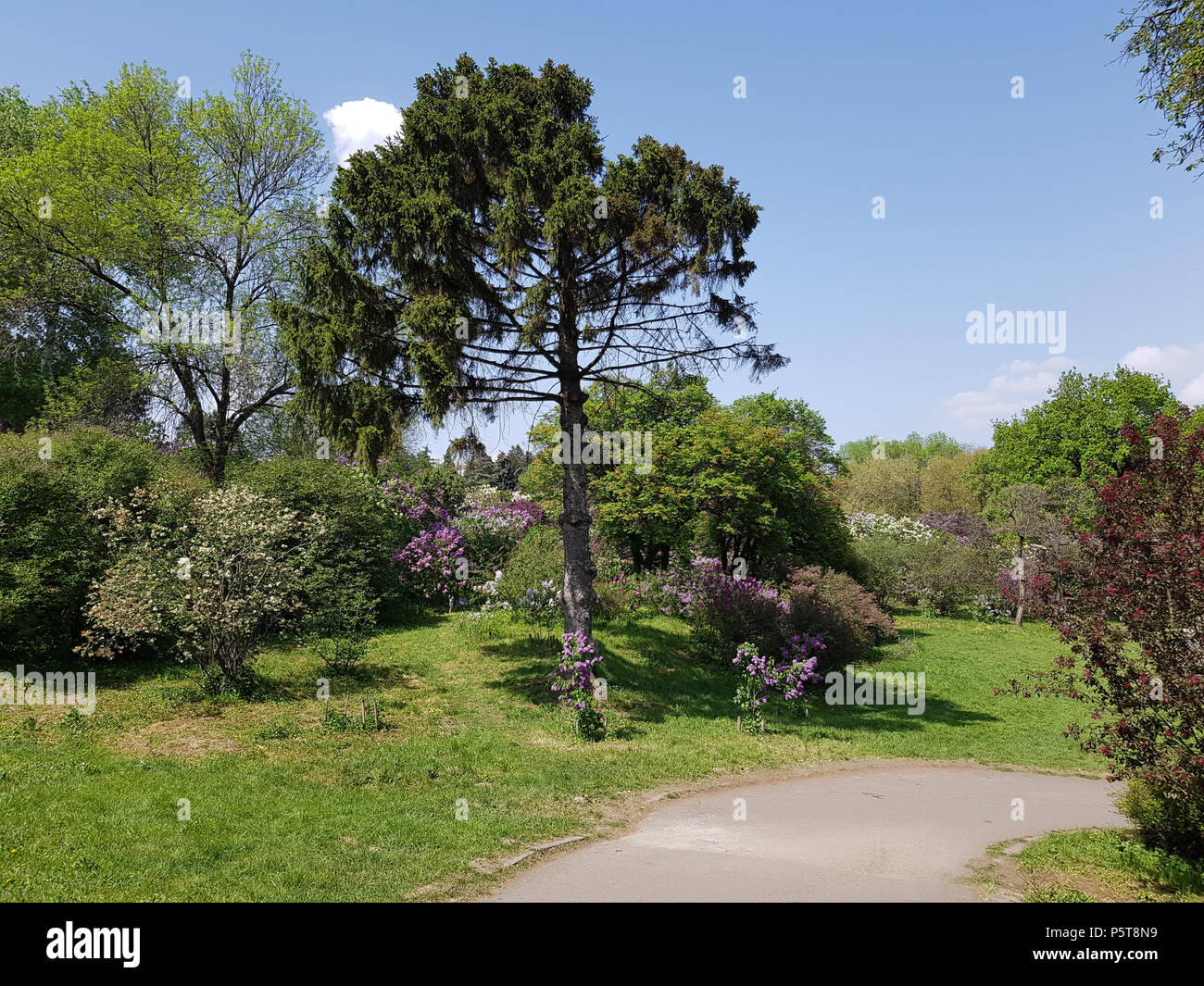 beautiful nature landscape, bright natural spring background Stock ...