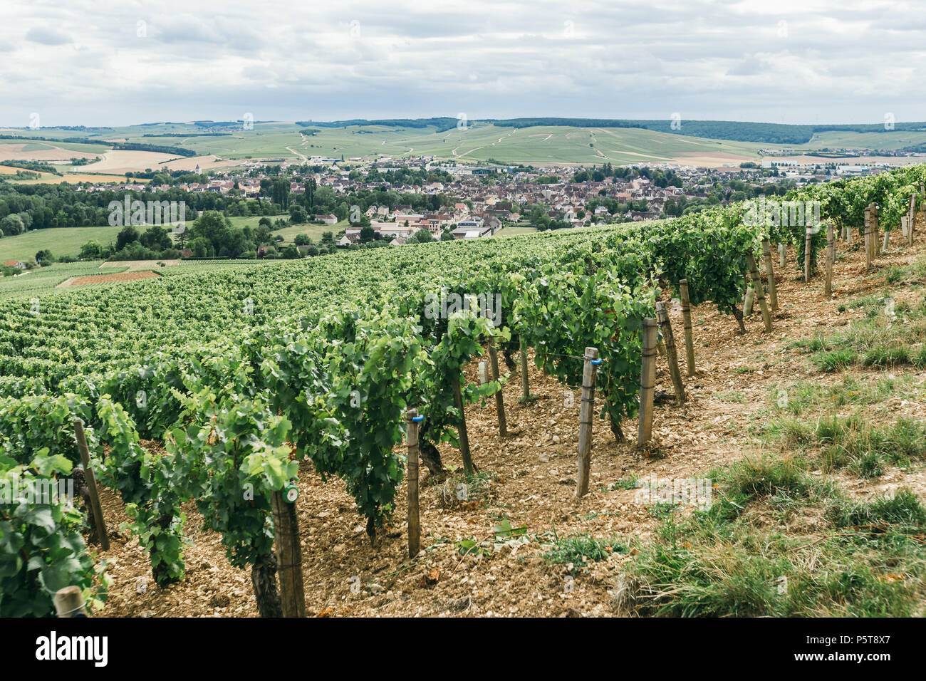 Beautiful sunset grapevine plantation summer hi-res stock photography ...