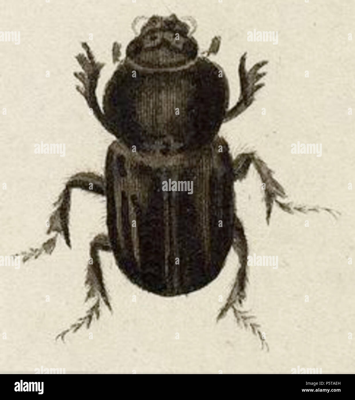 Cheironitis hi-res stock photography and images - Alamy