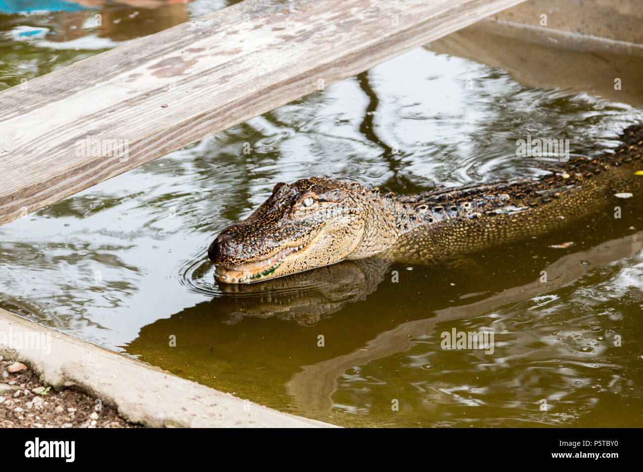 Ar hot springs hi-res stock photography and images - Alamy