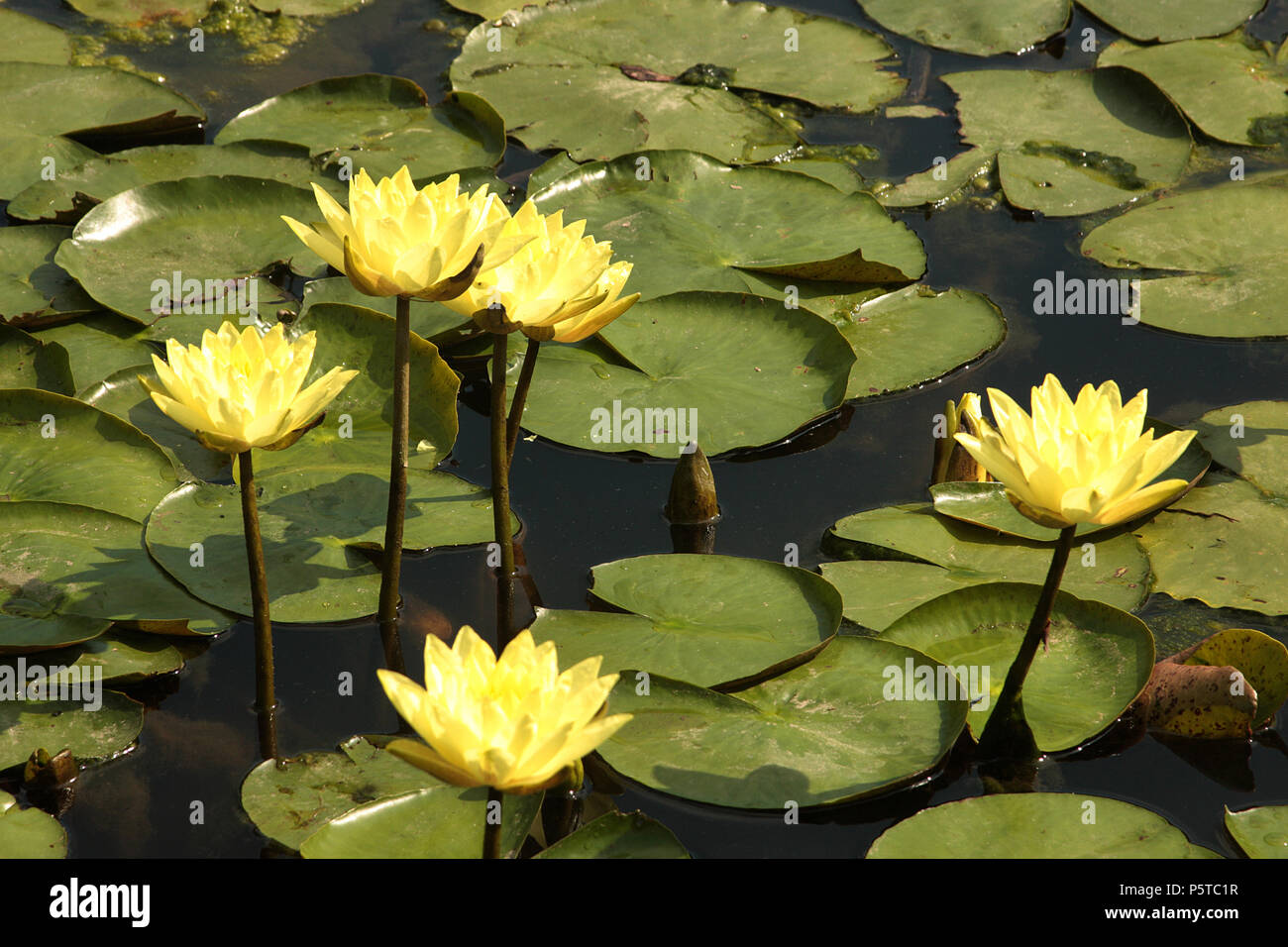 Yellow water lily flower Stock Photo - Alamy