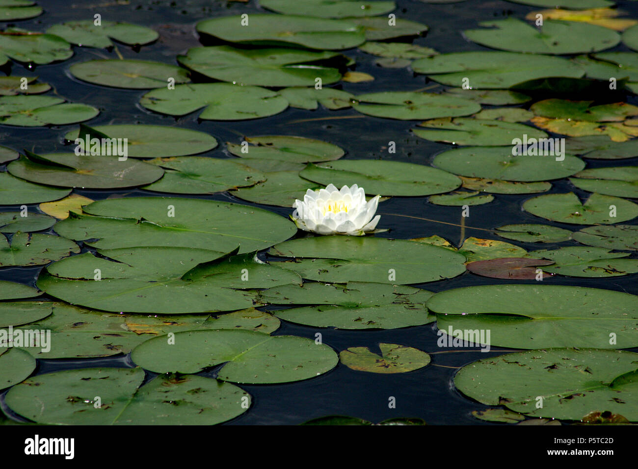 Nymphaea Alba/ White water lily plants and blooms Stock Photo - Alamy