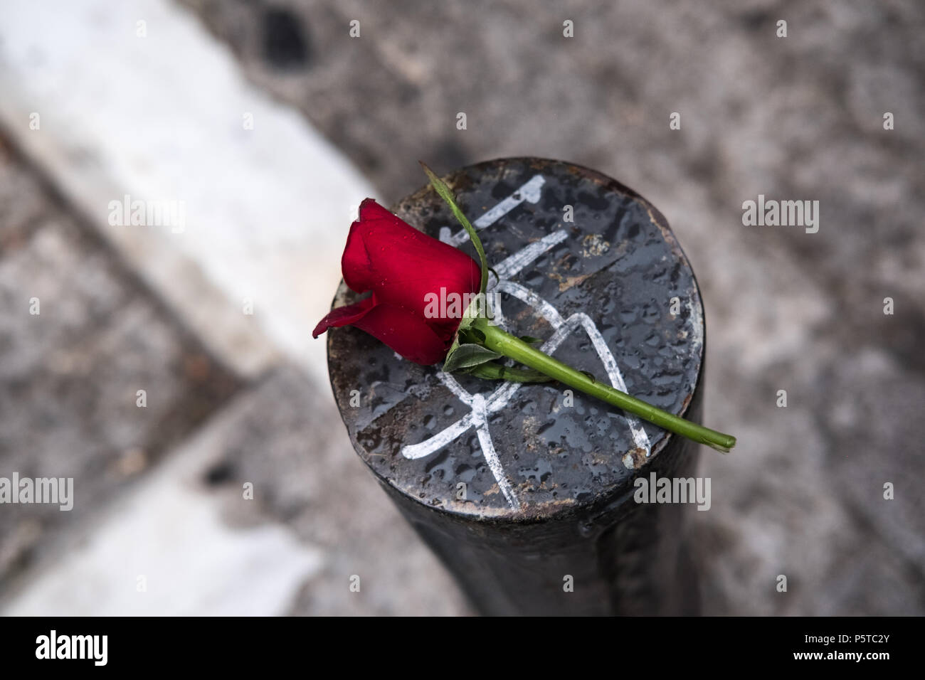 Monochromatic Rose High Resolution Stock Photography and Images - Alamy