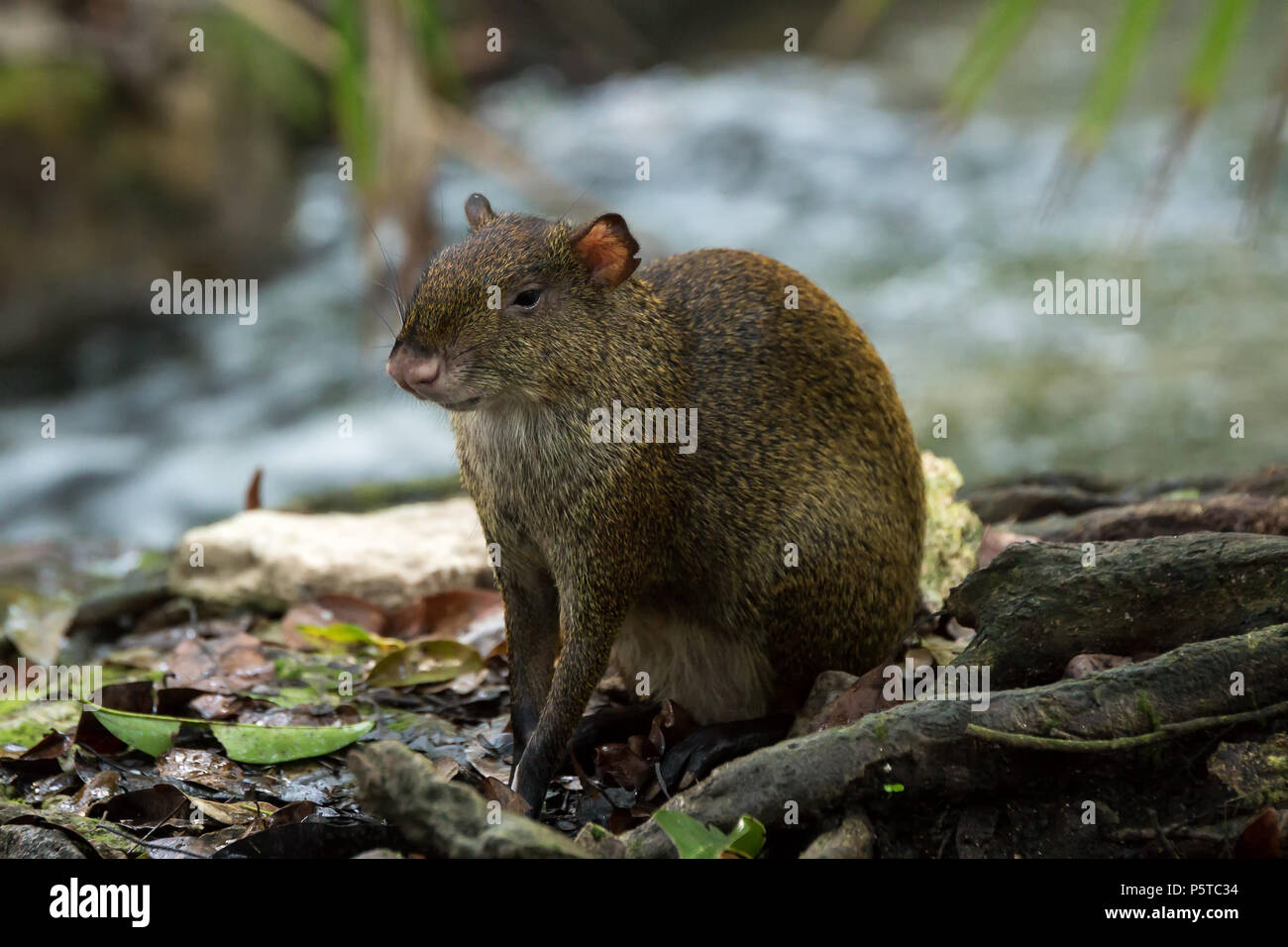 Central American Agouti Dasyprocta punctata Wildlife animal Stock Photo ...