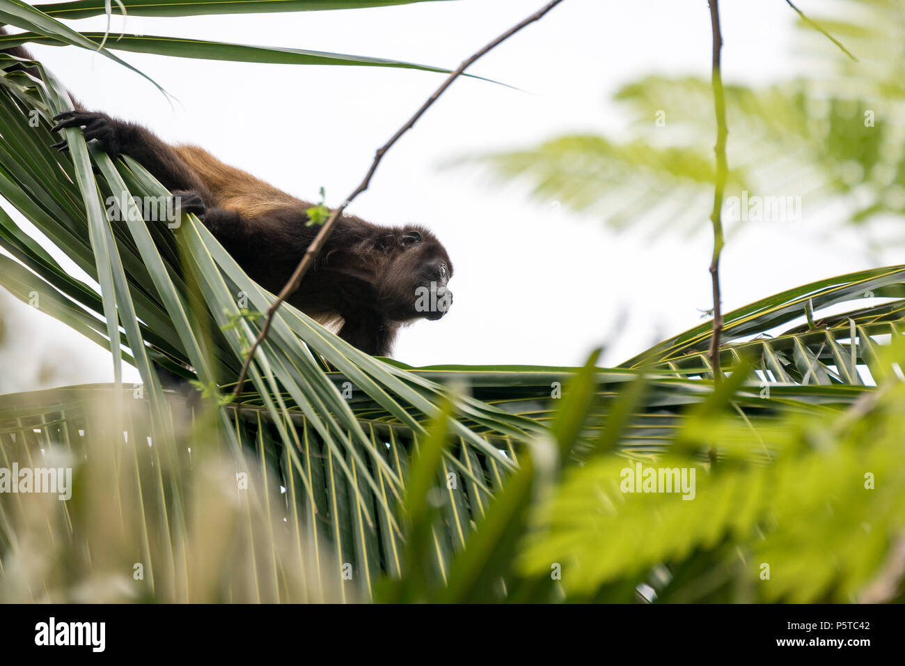 Howler monkey guatemala hi-res stock photography and images - Alamy