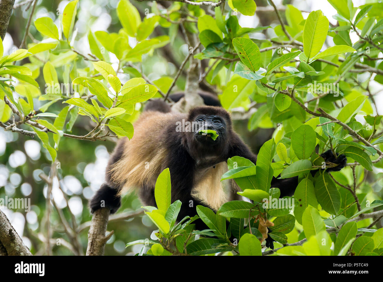 A howler monkey sitting in the tree tops of a forest and eating leaf ...