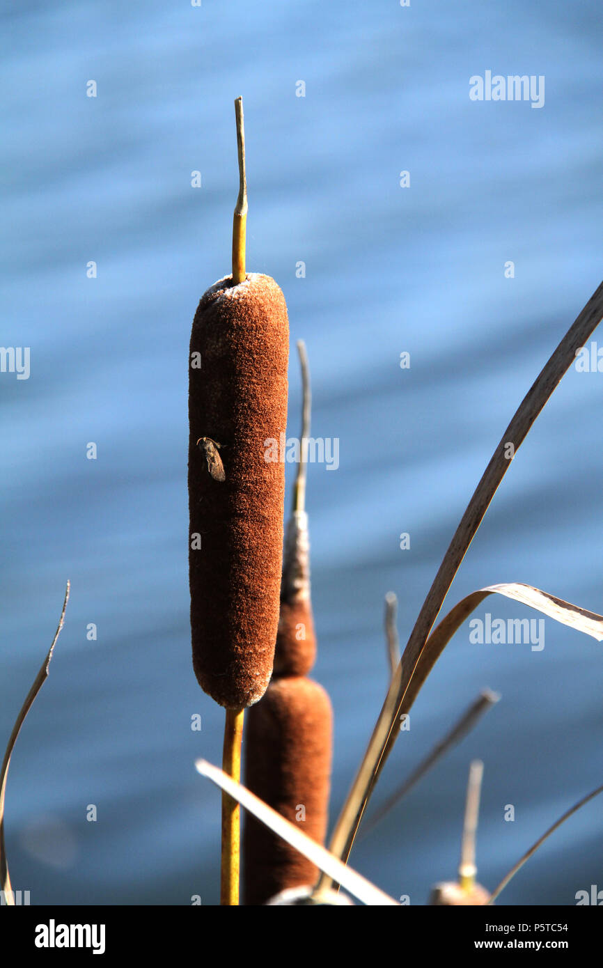 Fall cattail bulrush cattails hi-res stock photography and images - Alamy