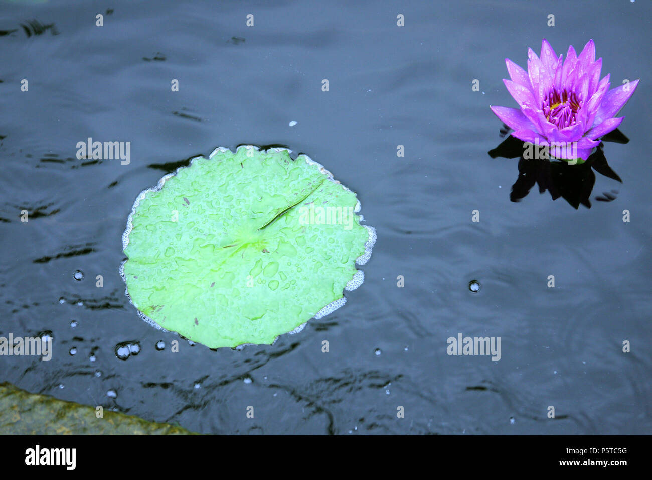 Star lotus flowers hi-res stock photography and images - Alamy