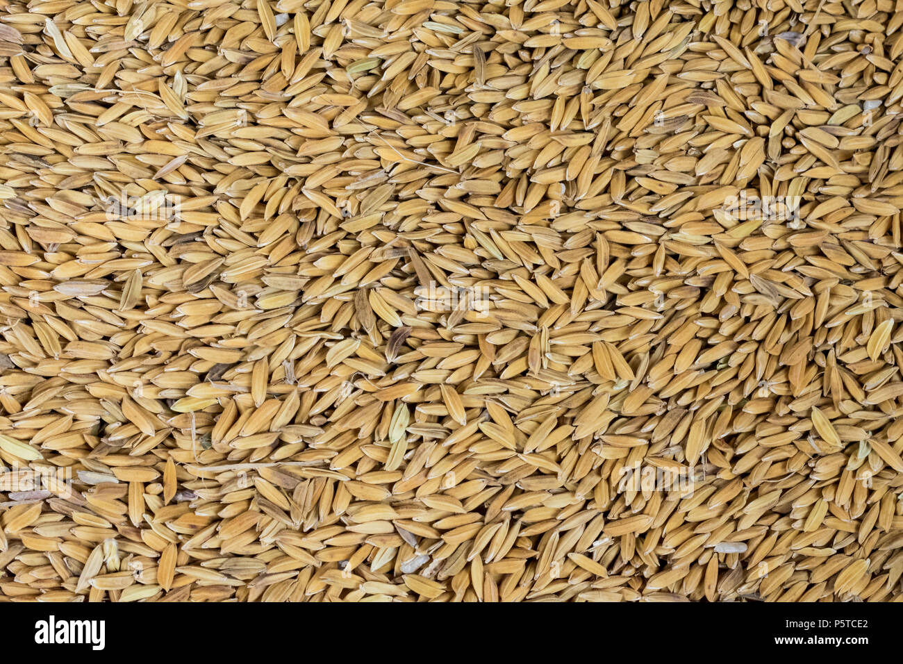 Organic Raw rice seed or Brown Paddy Seed Rice background after harvest ...