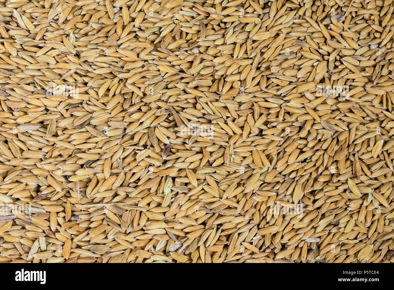 Organic Raw rice seed or Brown Paddy Seed Rice background after harvest ...