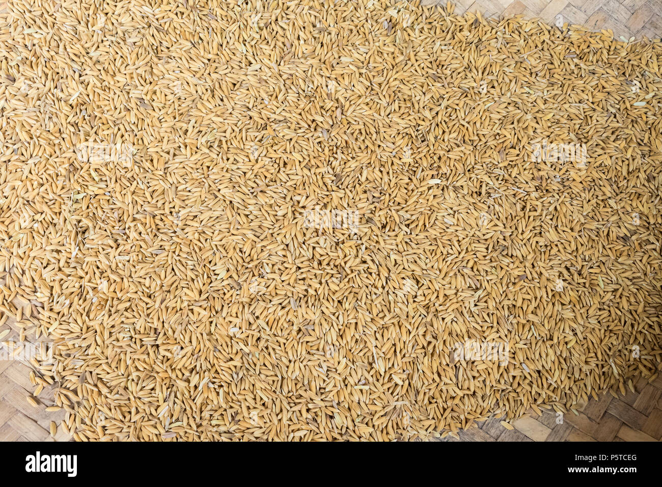Organic Raw rice seed or Brown Paddy Seed Rice background after harvest ...