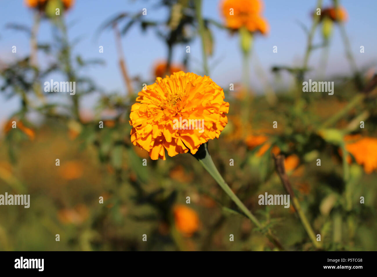 Marigold bali orange hi-res stock photography and images - Alamy