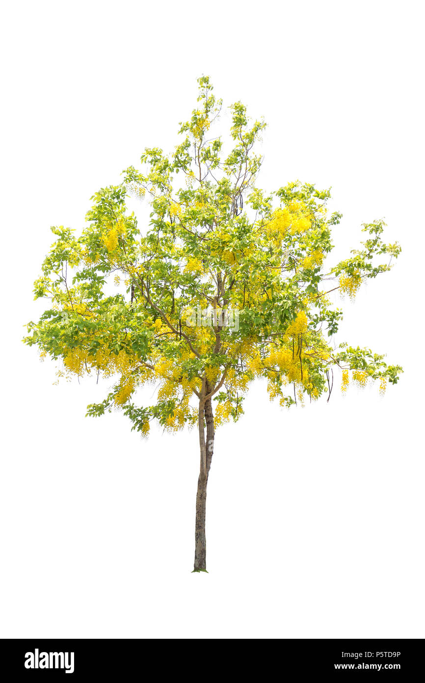 Golden shower or Cassia fistula isolated on white Stock Photo - Alamy