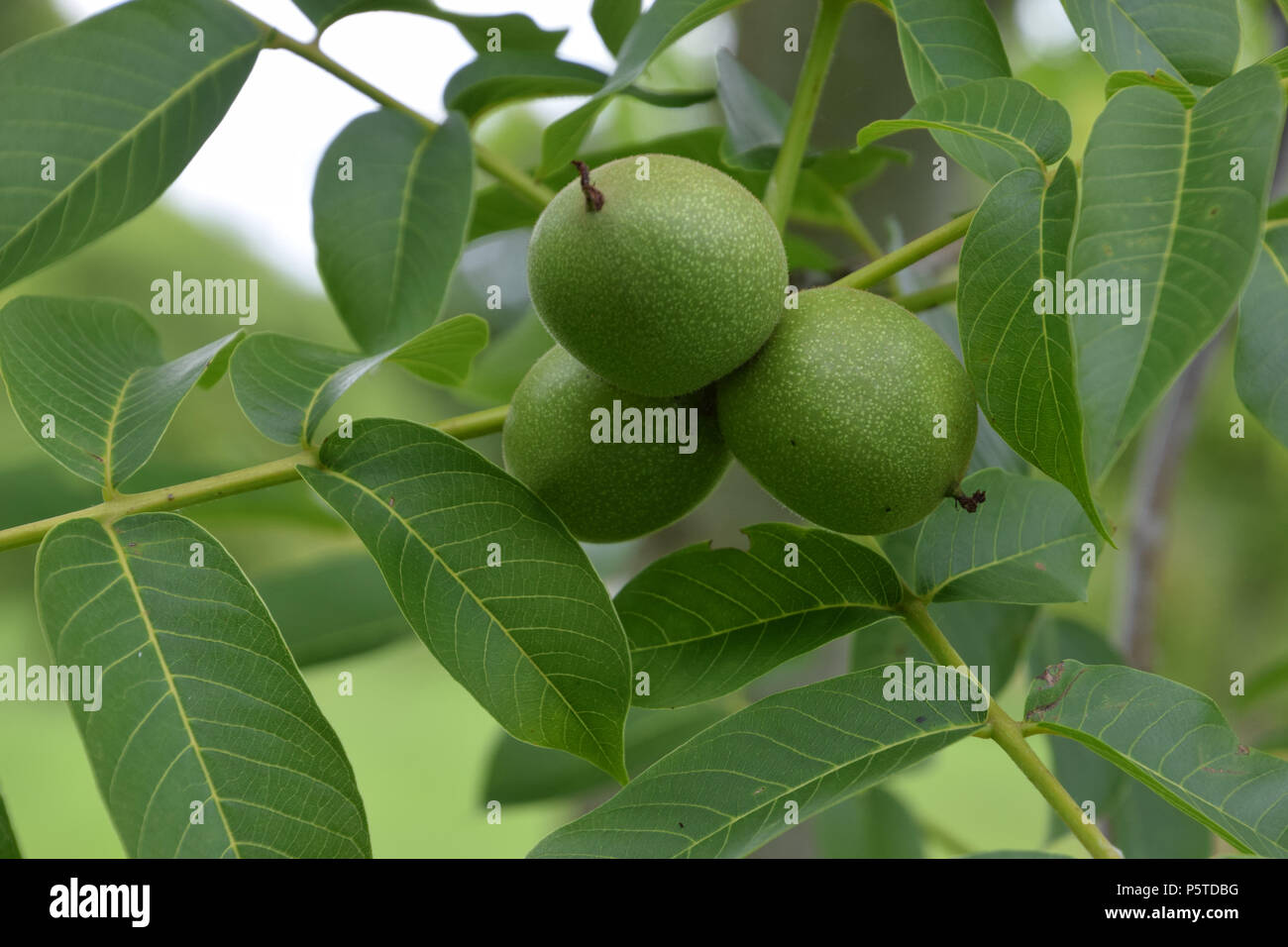 bright-green fruits of a juglans regia also called common walnut ...