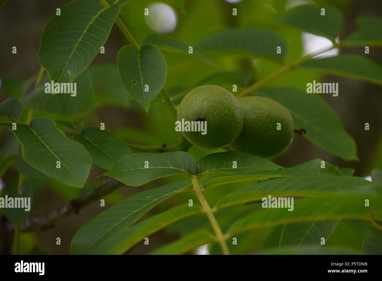 fruits of the common walnut tree in june, unripe hairy green walnut on ...