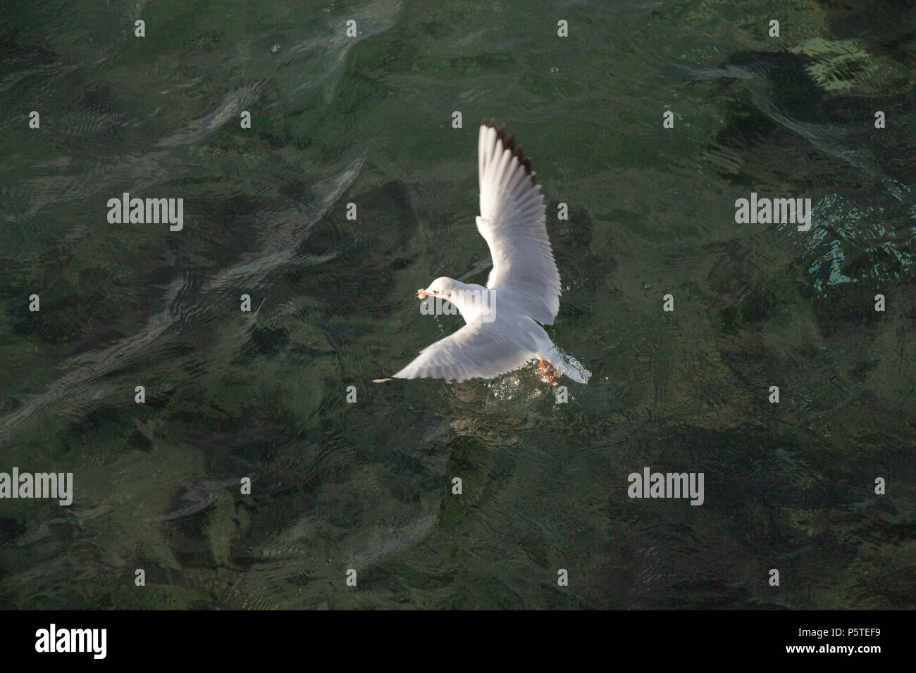Single seagull flying over sea the sea waters Stock Photo - Alamy