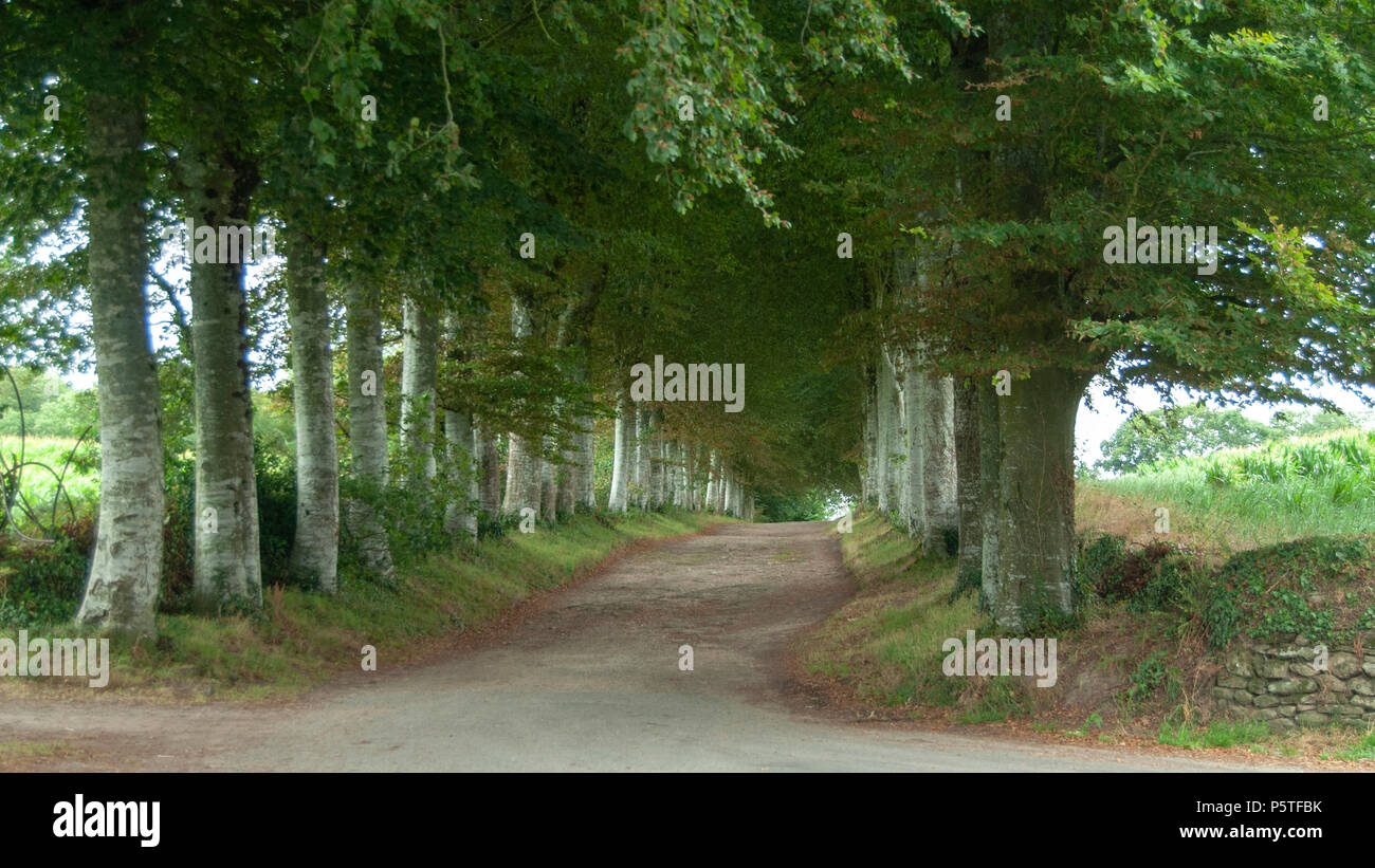 Avenue of beech trees in Brittany, France Stock Photo - Alamy